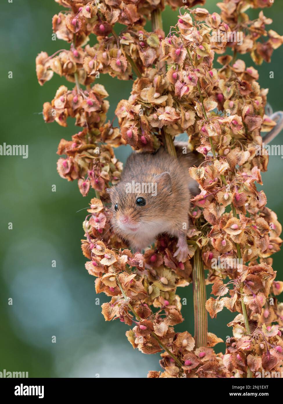 Harvest Mouse Climbing a Plant Stock Photo - Alamy