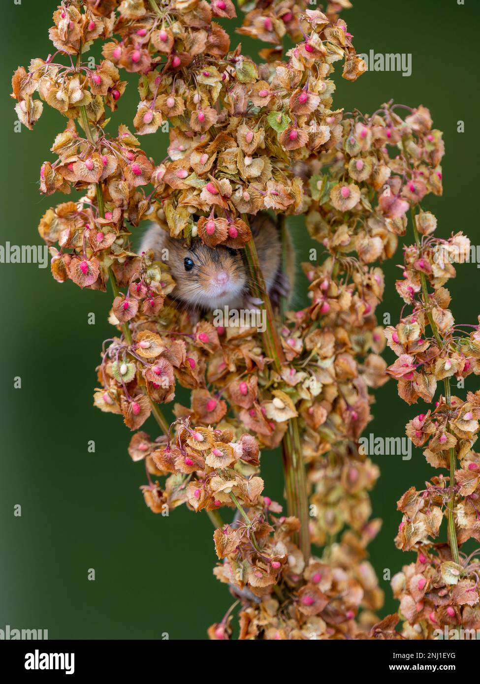 Harvest Mouse Climbing a Plant Stock Photo - Alamy
