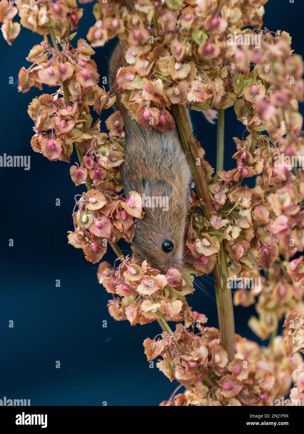 Harvest Mouse Climbing a Plant Stock Photo - Alamy