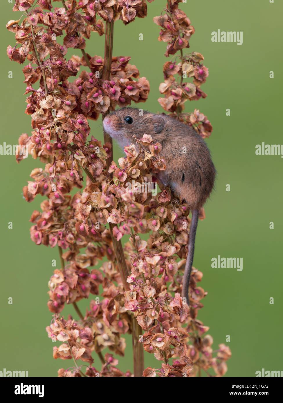 Harvest Mouse Climbing a Plant Stock Photo - Alamy