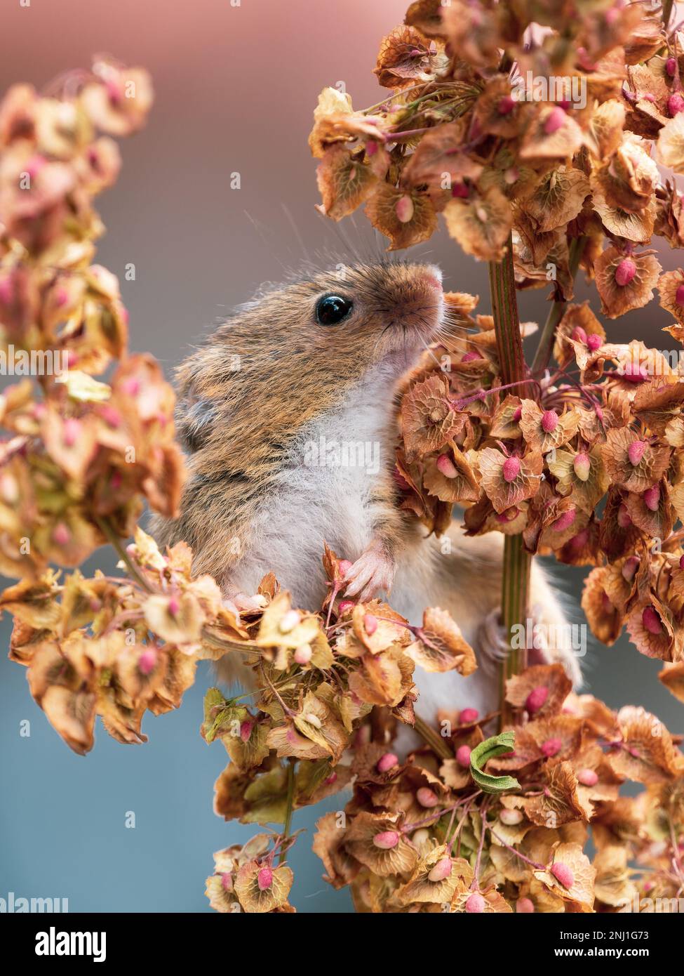Harvest Mouse Climbing a Plant Stock Photo - Alamy