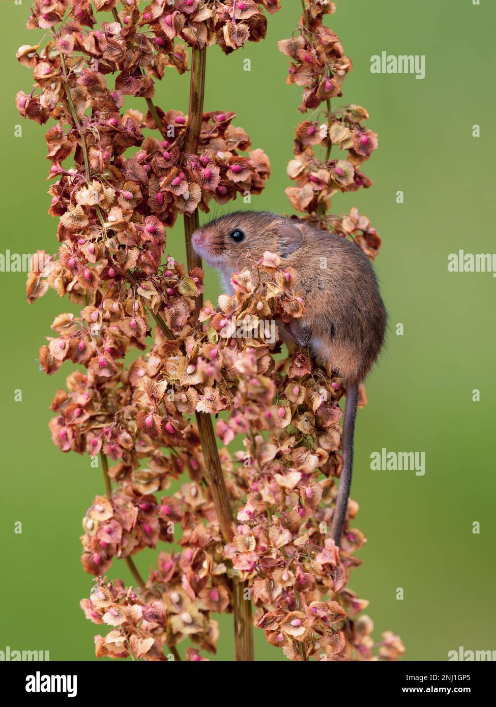 Harvest Mouse Climbing a Plant Stock Photo - Alamy