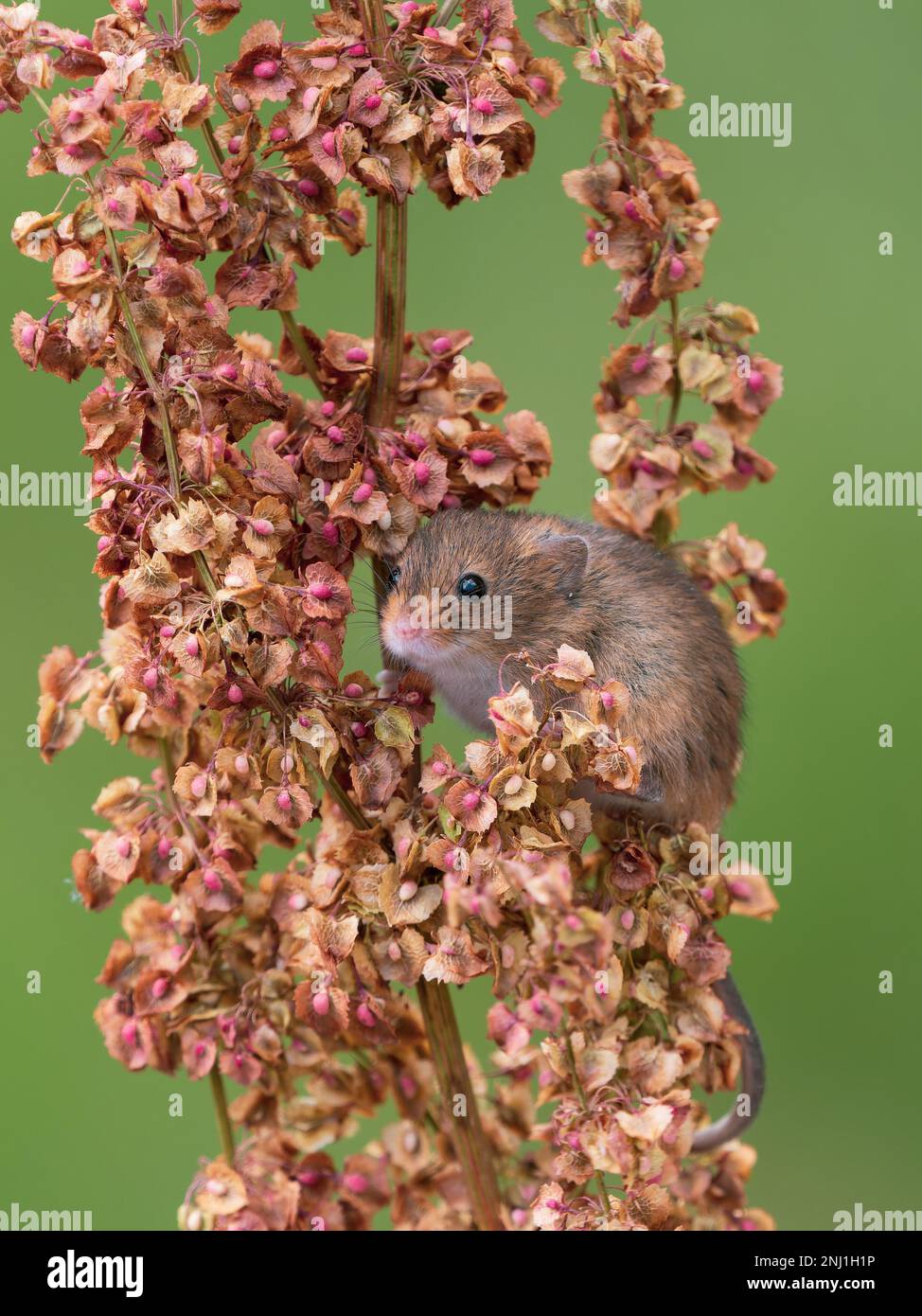 Harvest Mouse Climbing a Plant Stock Photo - Alamy