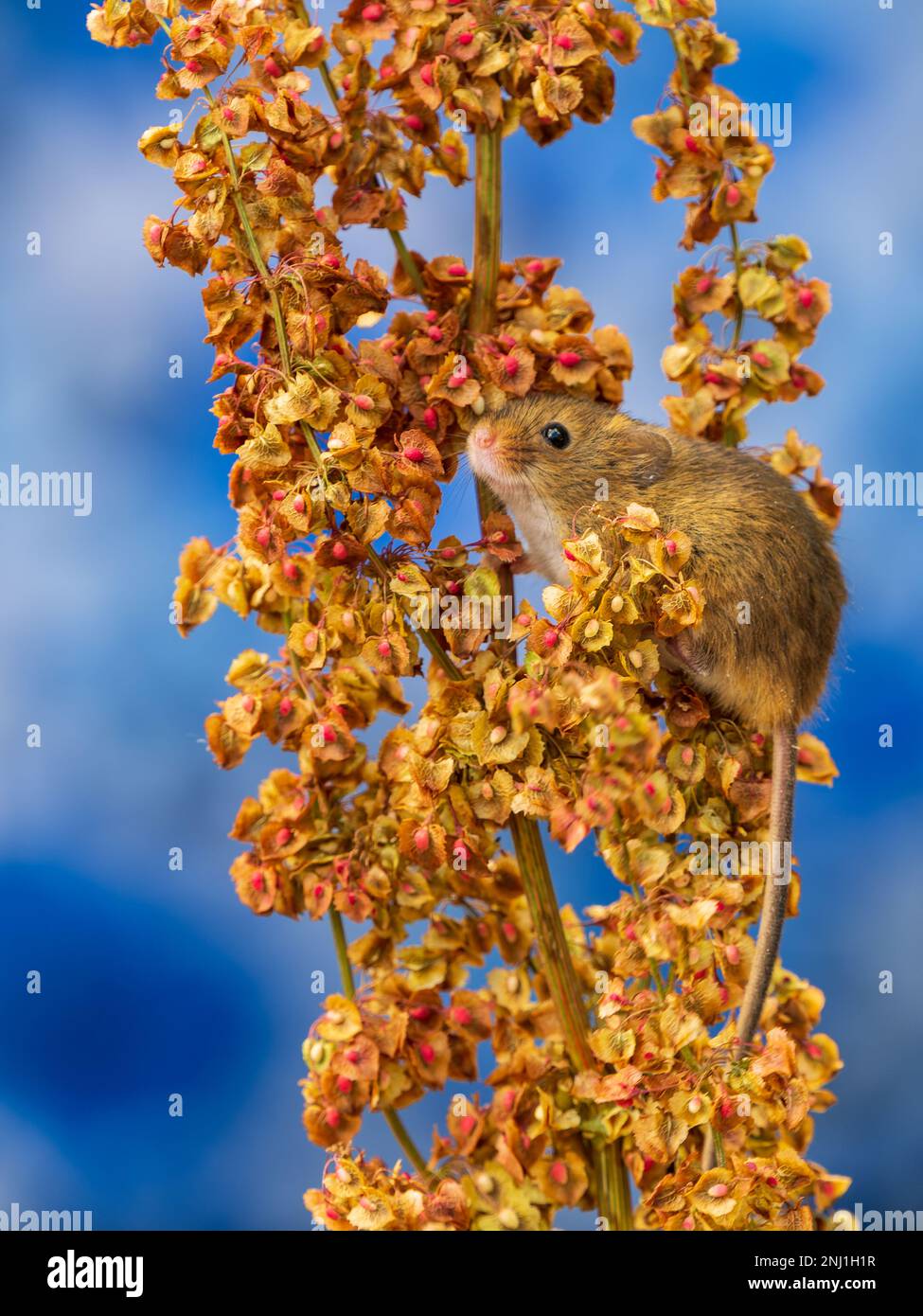 Harvest Mouse Climbing a Plant Stock Photo - Alamy