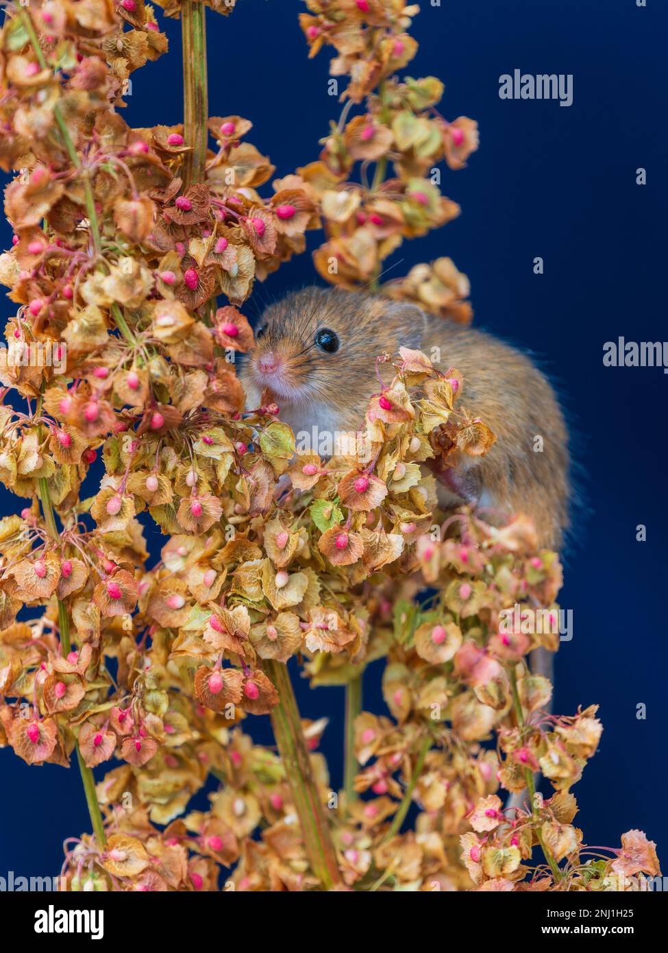 Harvest Mouse Climbing a Plant Stock Photo - Alamy