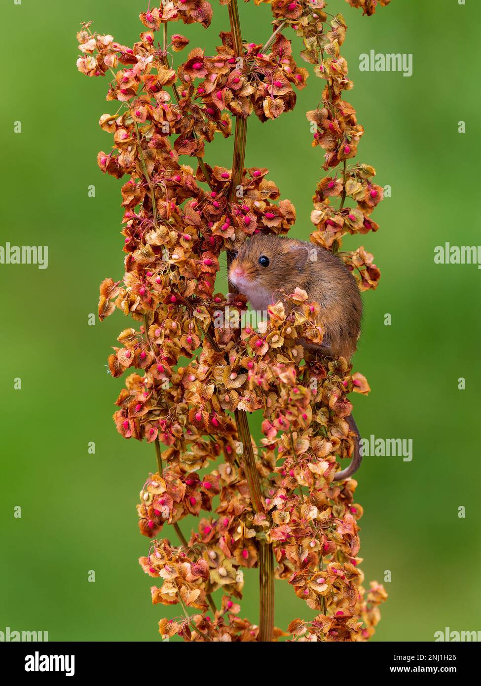 Harvest Mouse Climbing a Plant Stock Photo - Alamy