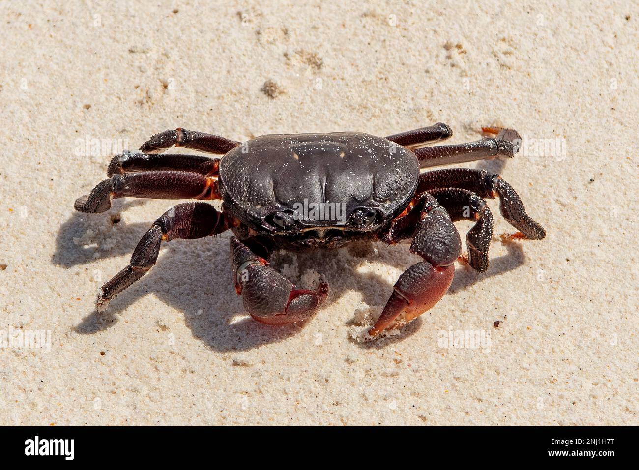 Black Crab