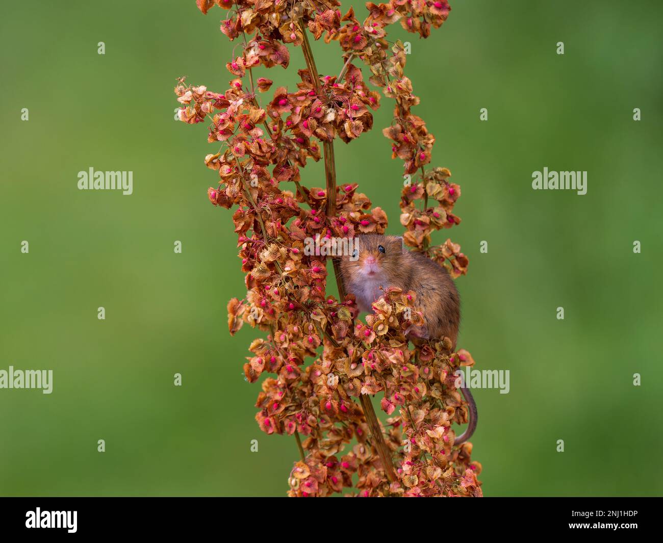 Harvest Mouse Climbing a Plant Stock Photo - Alamy