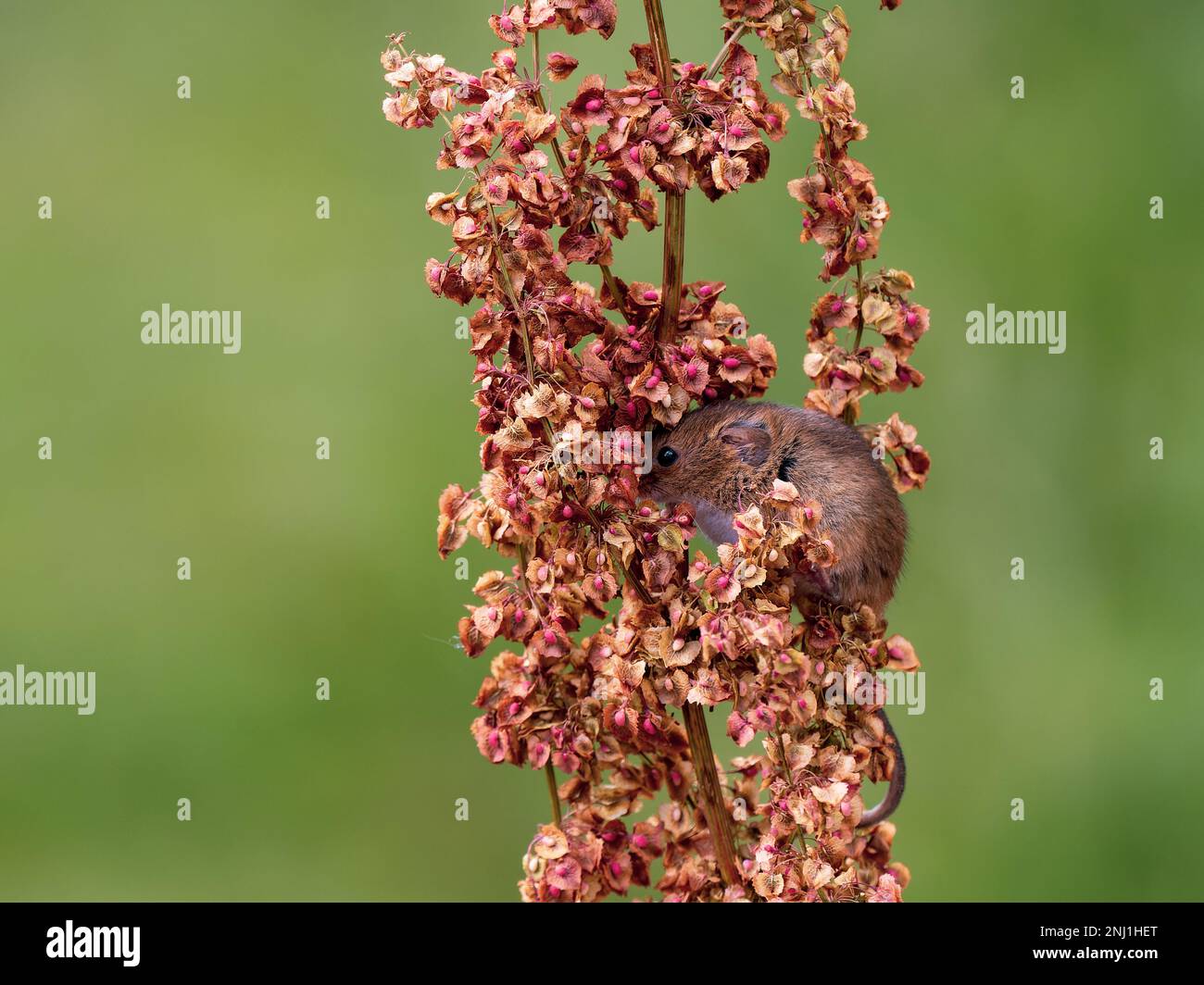 Harvest Mouse Climbing a Plant Stock Photo - Alamy
