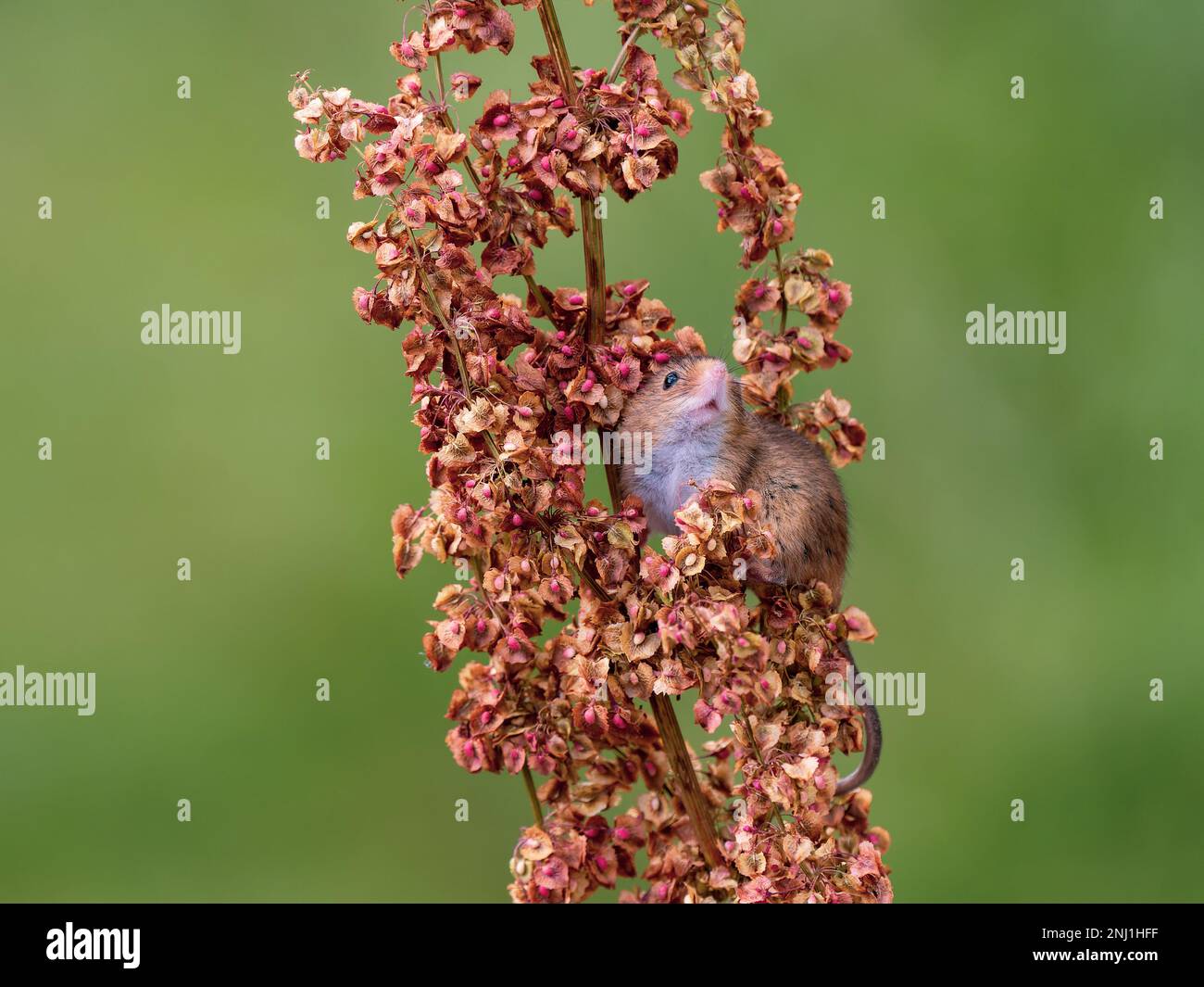 Harvest Mouse Climbing a Plant Stock Photo - Alamy