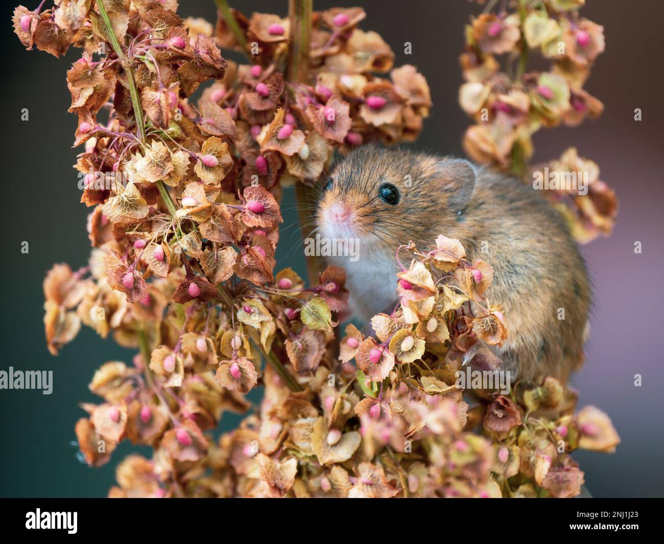 Harvest Mouse Climbing a Plant Stock Photo - Alamy