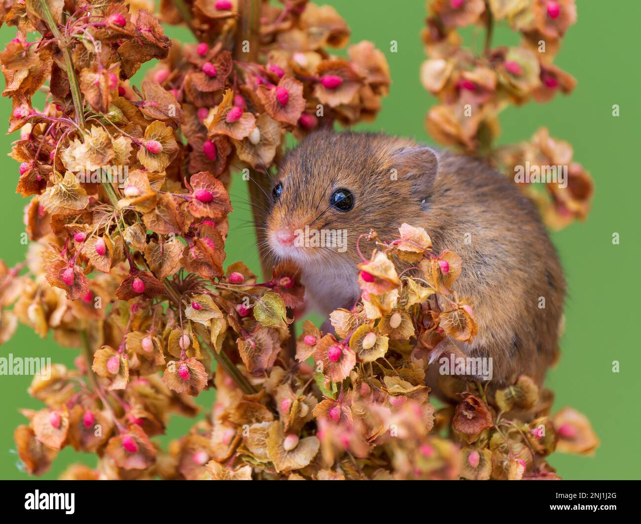 Harvest Mouse Climbing a Plant Stock Photo - Alamy