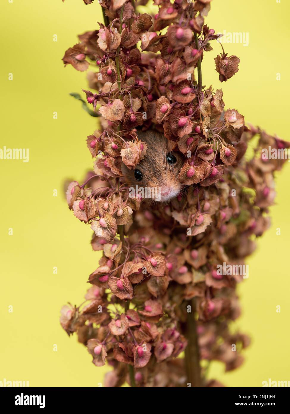Harvest Mouse Climbing a Plant Stock Photo - Alamy