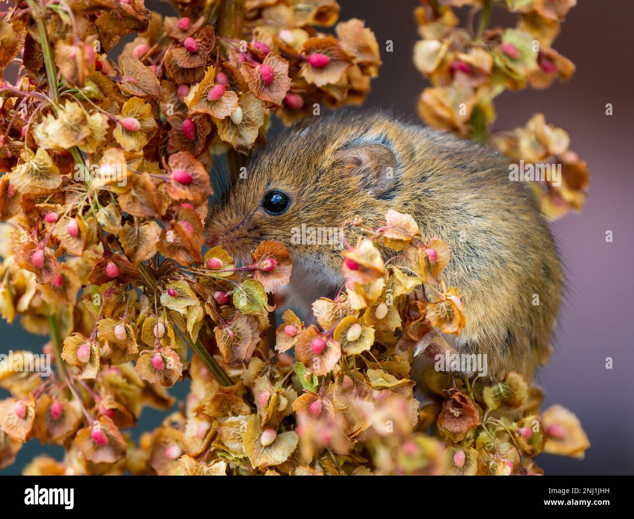 Harvest Mouse Climbing a Plant Stock Photo - Alamy
