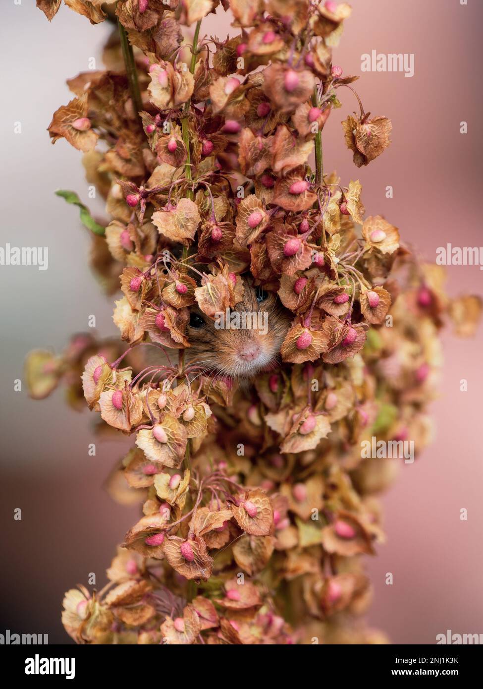 Harvest Mouse Climbing a Plant Stock Photo - Alamy
