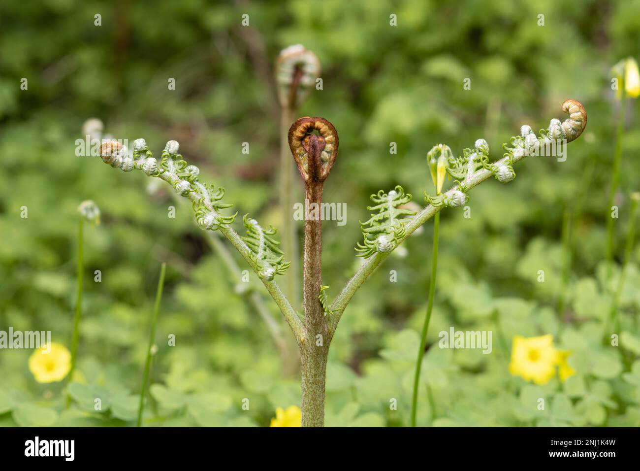 raw green fern sprout on nature background forest Stock Photo - Alamy