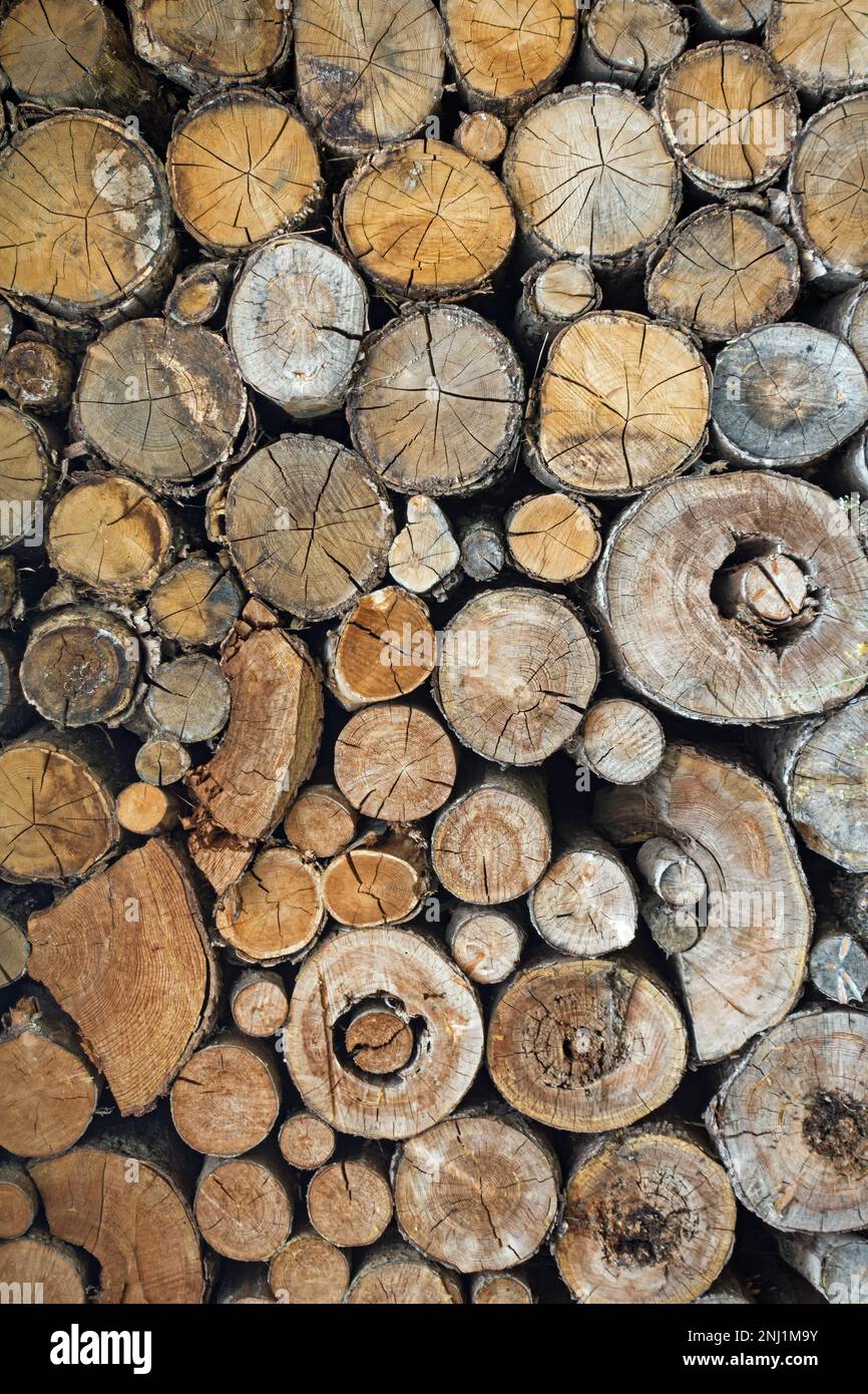 Cut surfaces of many tree trunks layered into a pile as background ...
