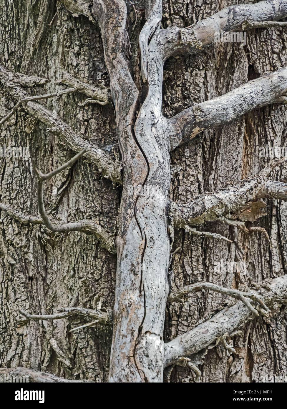 Creeper tree trunk hi-res stock photography and images - Alamy