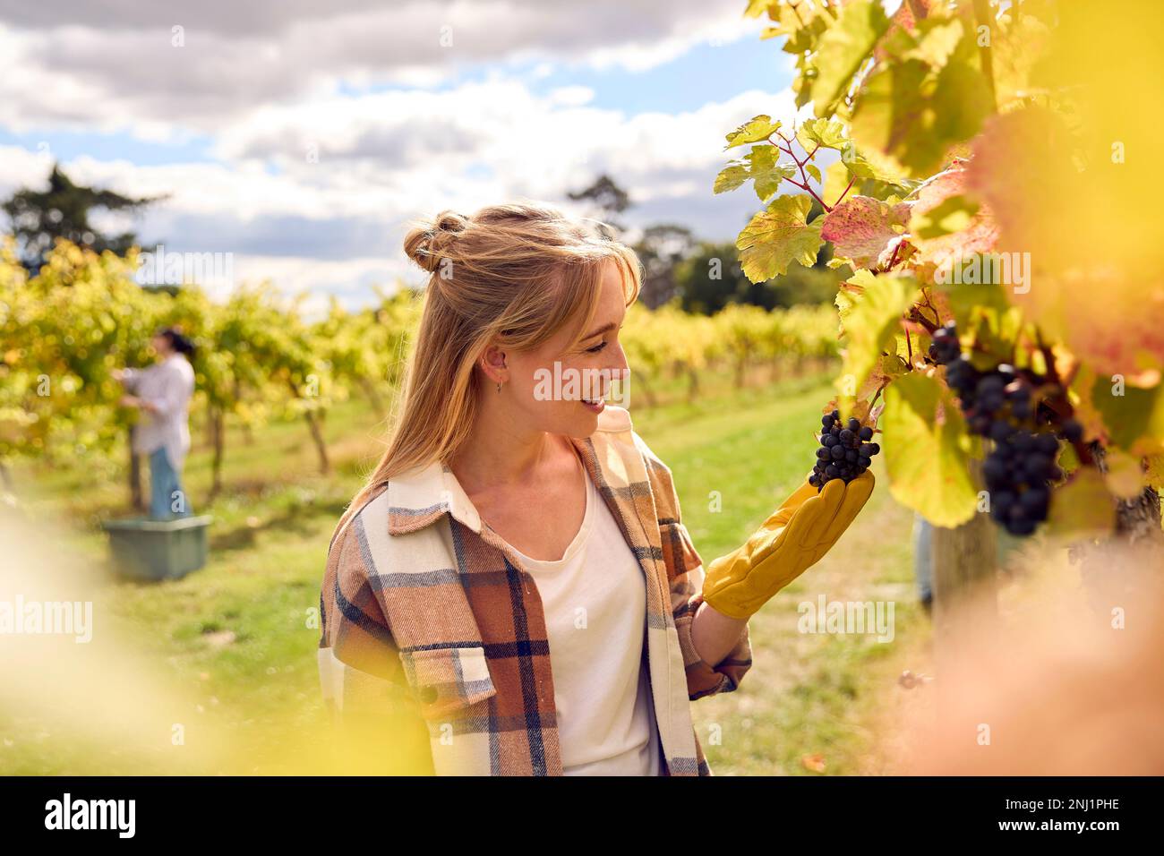 Female Worker Harvesting Grapes From Vine In Vineyard For Wine Production Stock Photo - Alamy