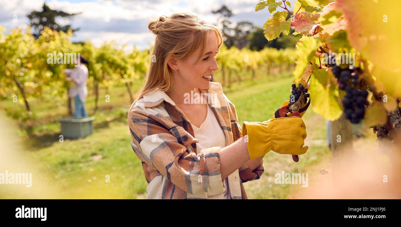 Female Worker Harvesting Grapes From Vine In Vineyard For Wine Production Stock Photo - Alamy