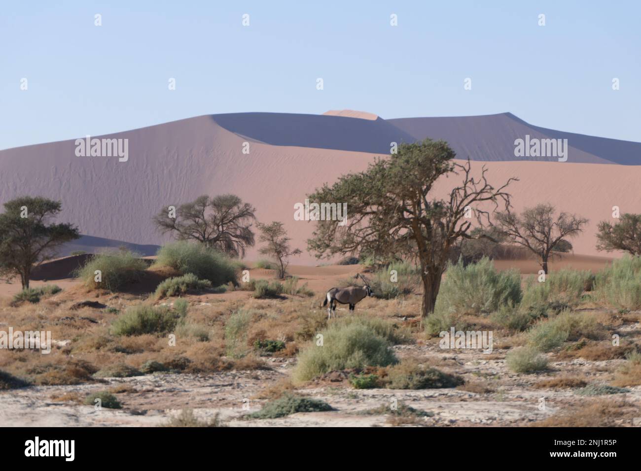 Exploring Namib Desert in Africa with Trailfinders Stock Photo - Alamy