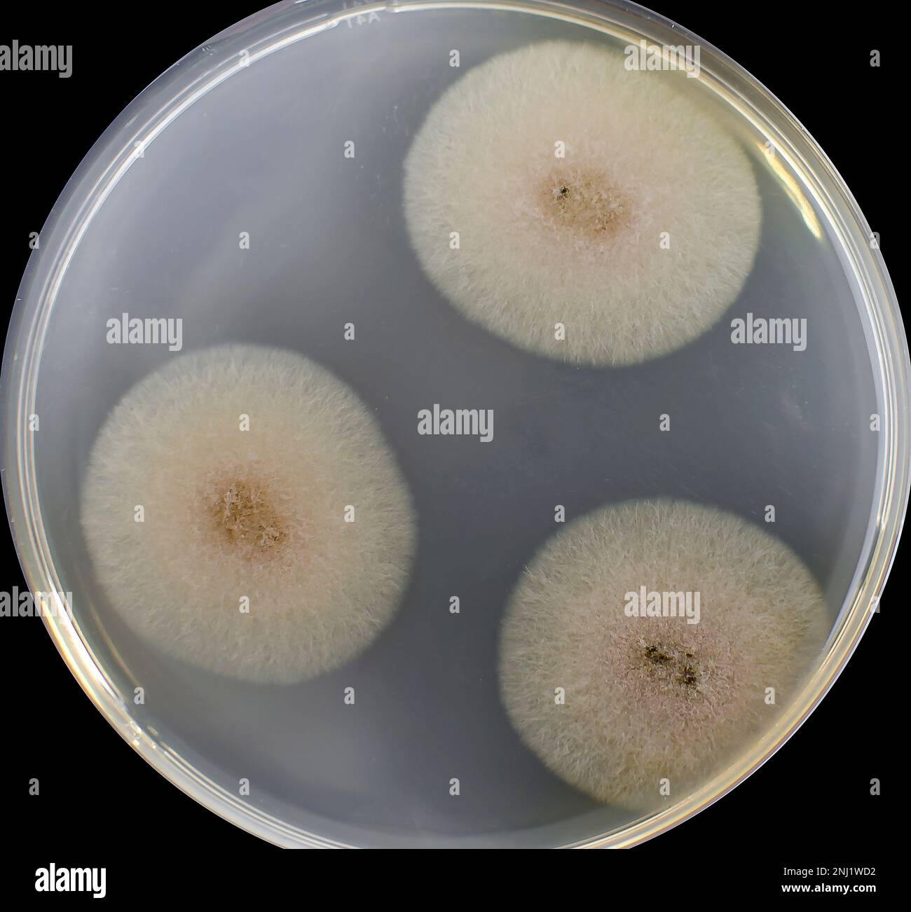 Sabourad dextore agar hi-res stock photography and images - Alamy