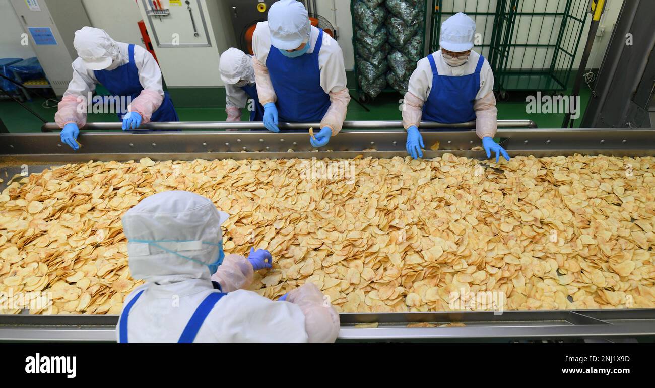 Making potato chips which are made with potatoes gathered in August to ...