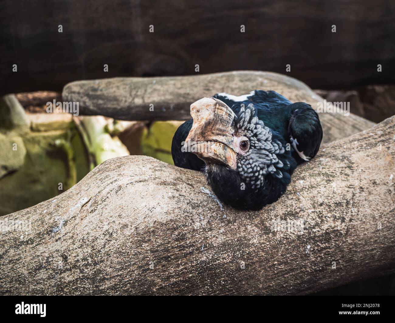 Silver-cheeked hornbill (Bycanistes brevis) on an old tree - species of ...