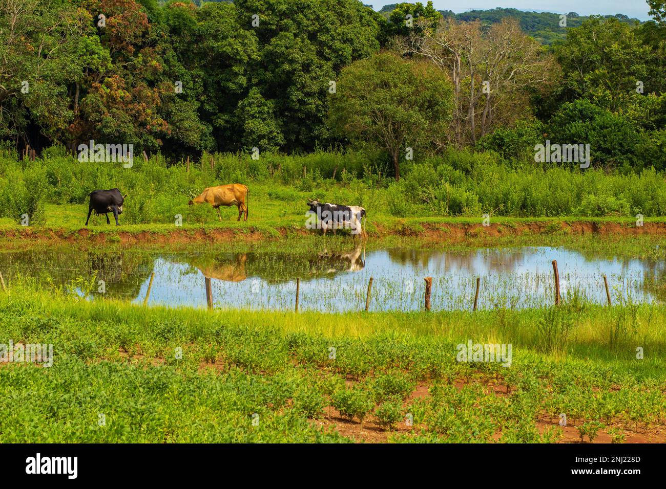 Goiania, Goias, Brazil – February 21, 2023: Three oxen grazing on the ...