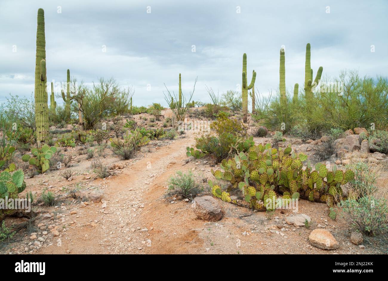 Hiking trail through flowering hi-res stock photography and images - Alamy