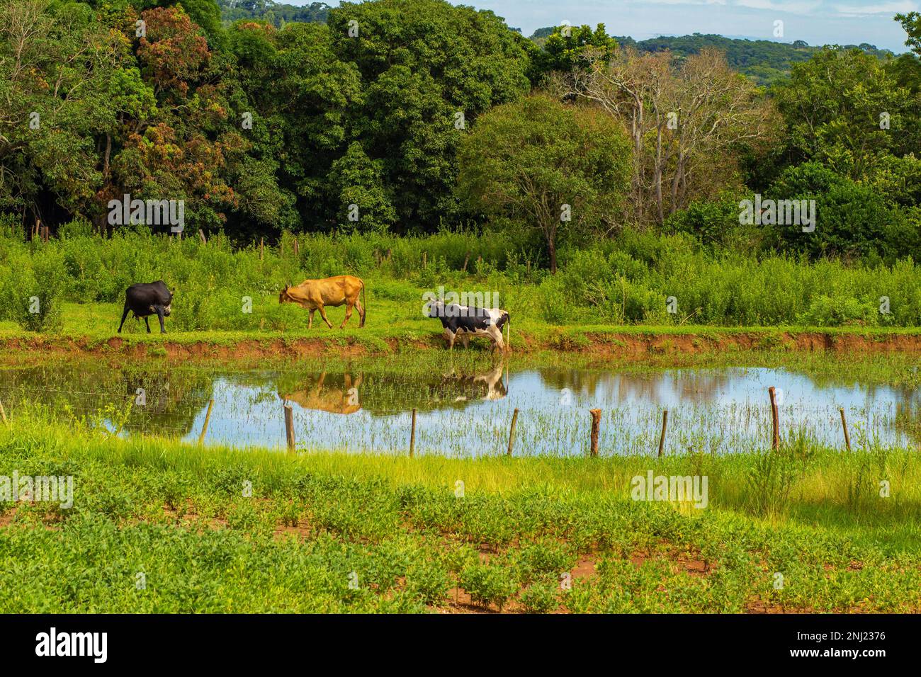 Goiania, Goias, Brazil – February 21, 2023: Three oxen grazing on the ...