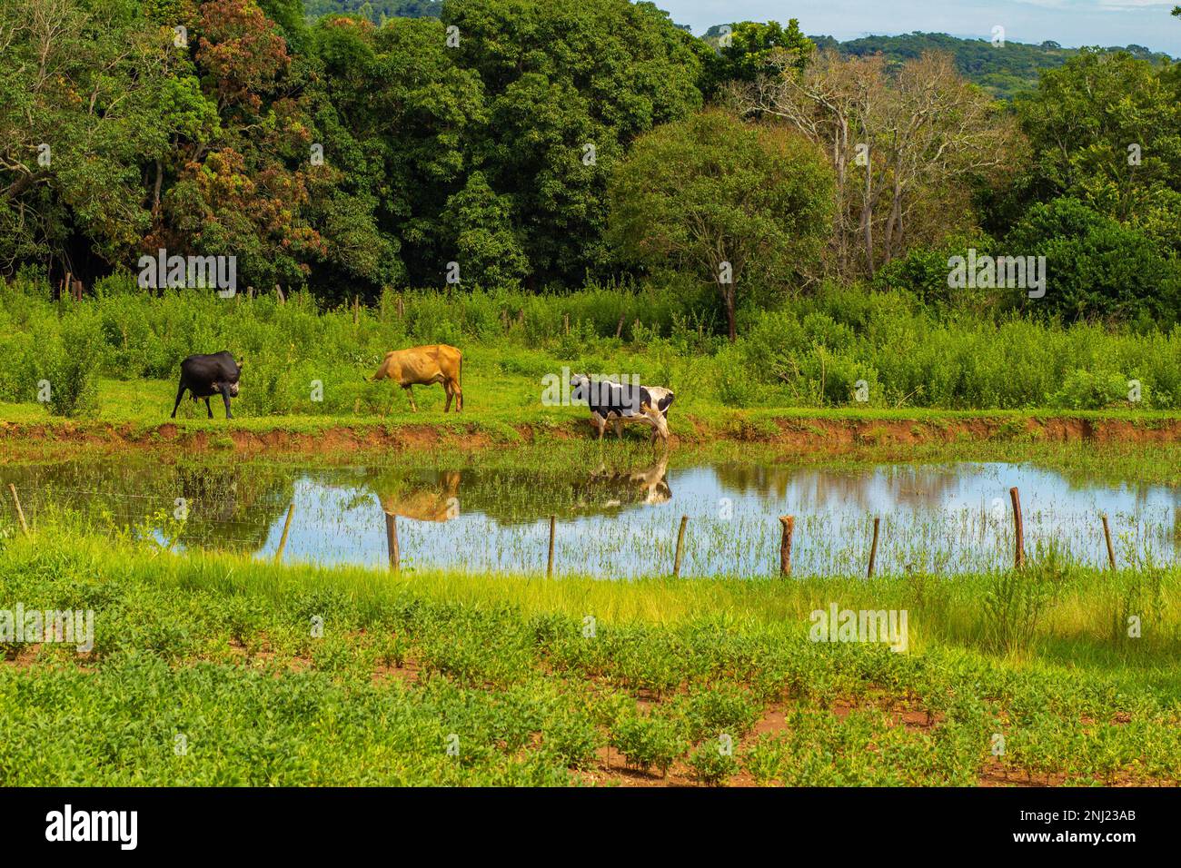 Goiania, Goias, Brazil – February 21, 2023: Three oxen grazing on the ...