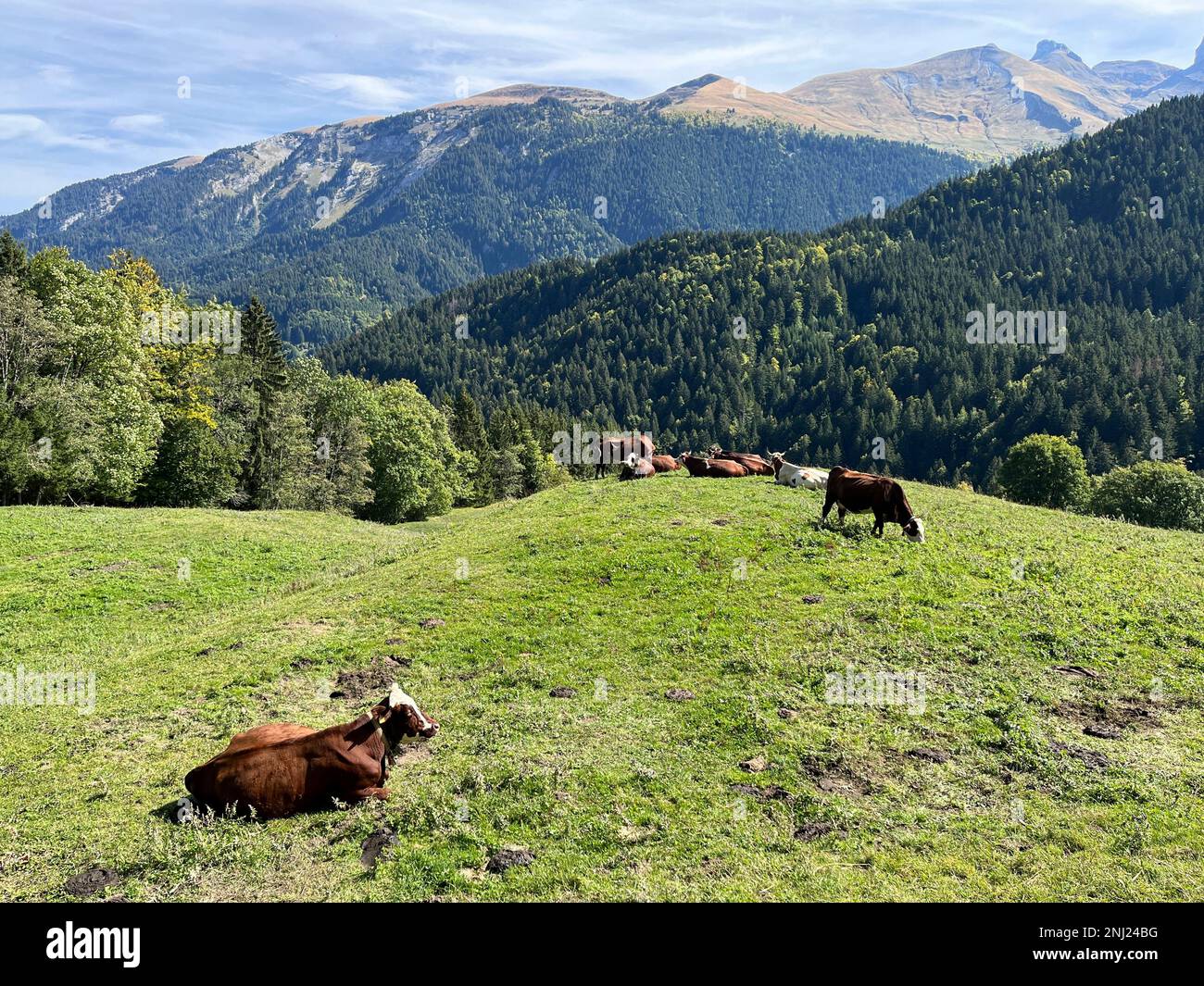 Cows rest in a meadow near the summit of the Col de la Colombiere in ...