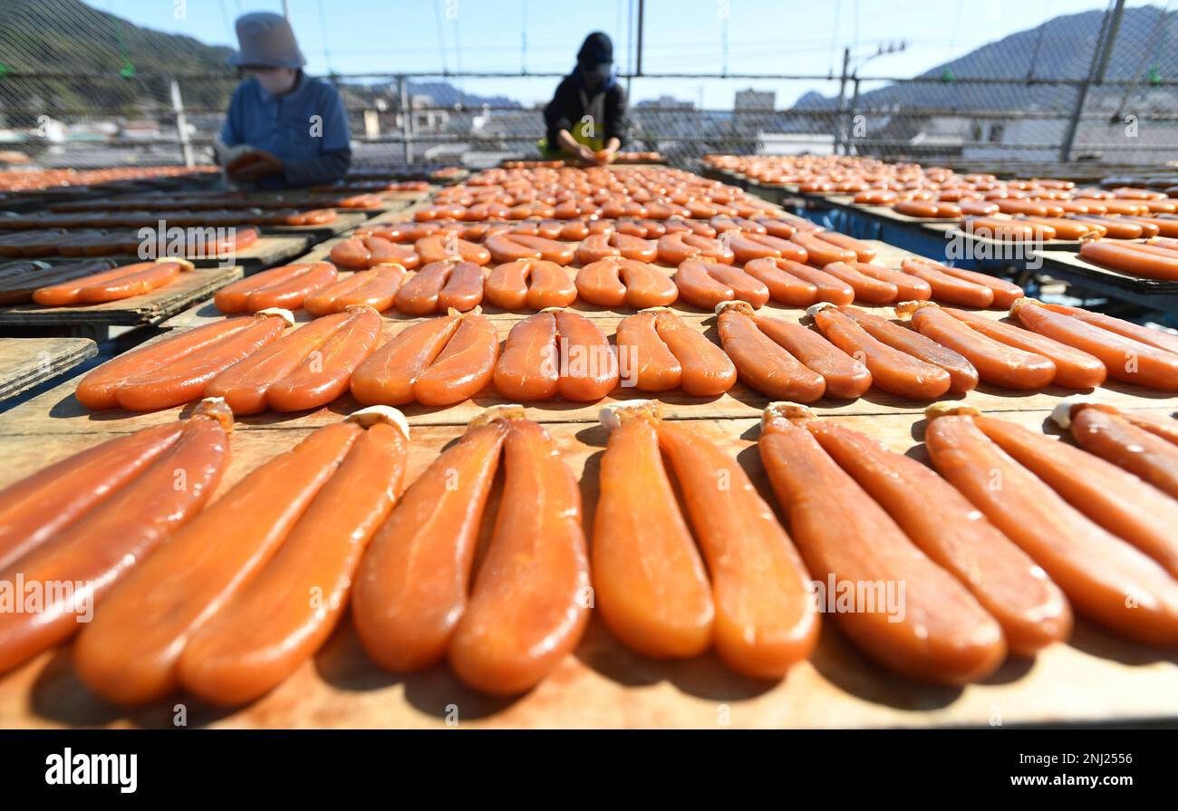 Workers dry hundreds of karasumi, salt mullet roe in the sun in Owase ...