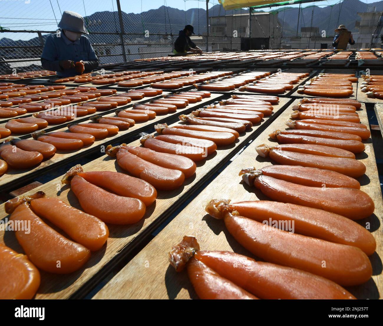 Workers dry hundreds of karasumi, salt mullet roe in the sun in Owase ...