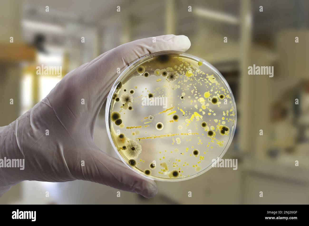 Nutrient agar plate hi-res stock photography and images - Alamy