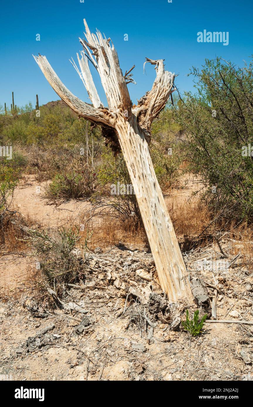 Dead cactus hi-res stock photography and images - Alamy