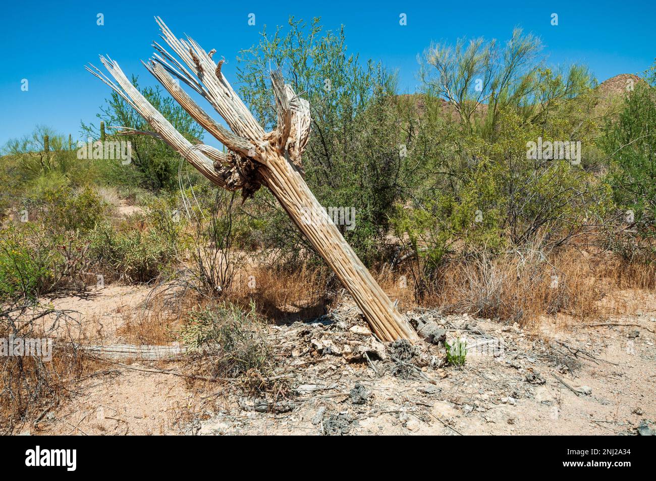 Leaning Dead Cactus, Saguaro National Park Stock Photo - Alamy