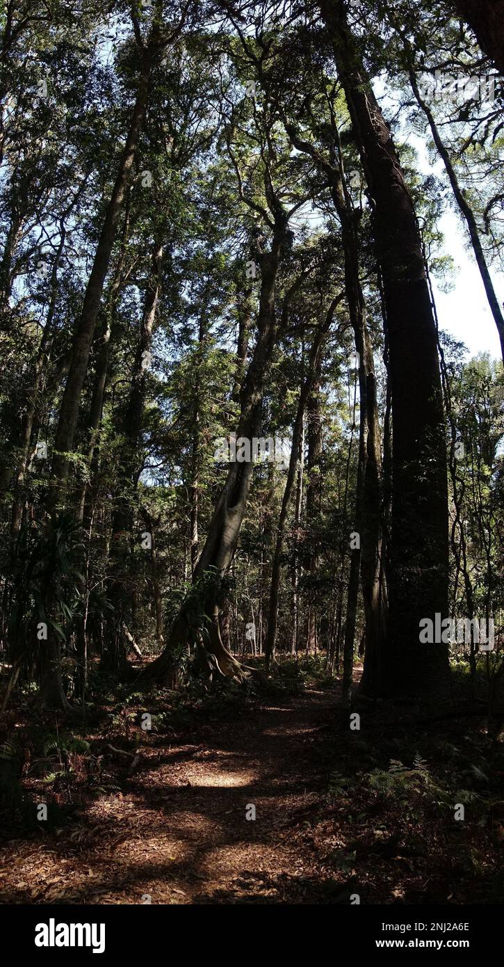 Australian pine tree hi-res stock photography and images - Alamy
