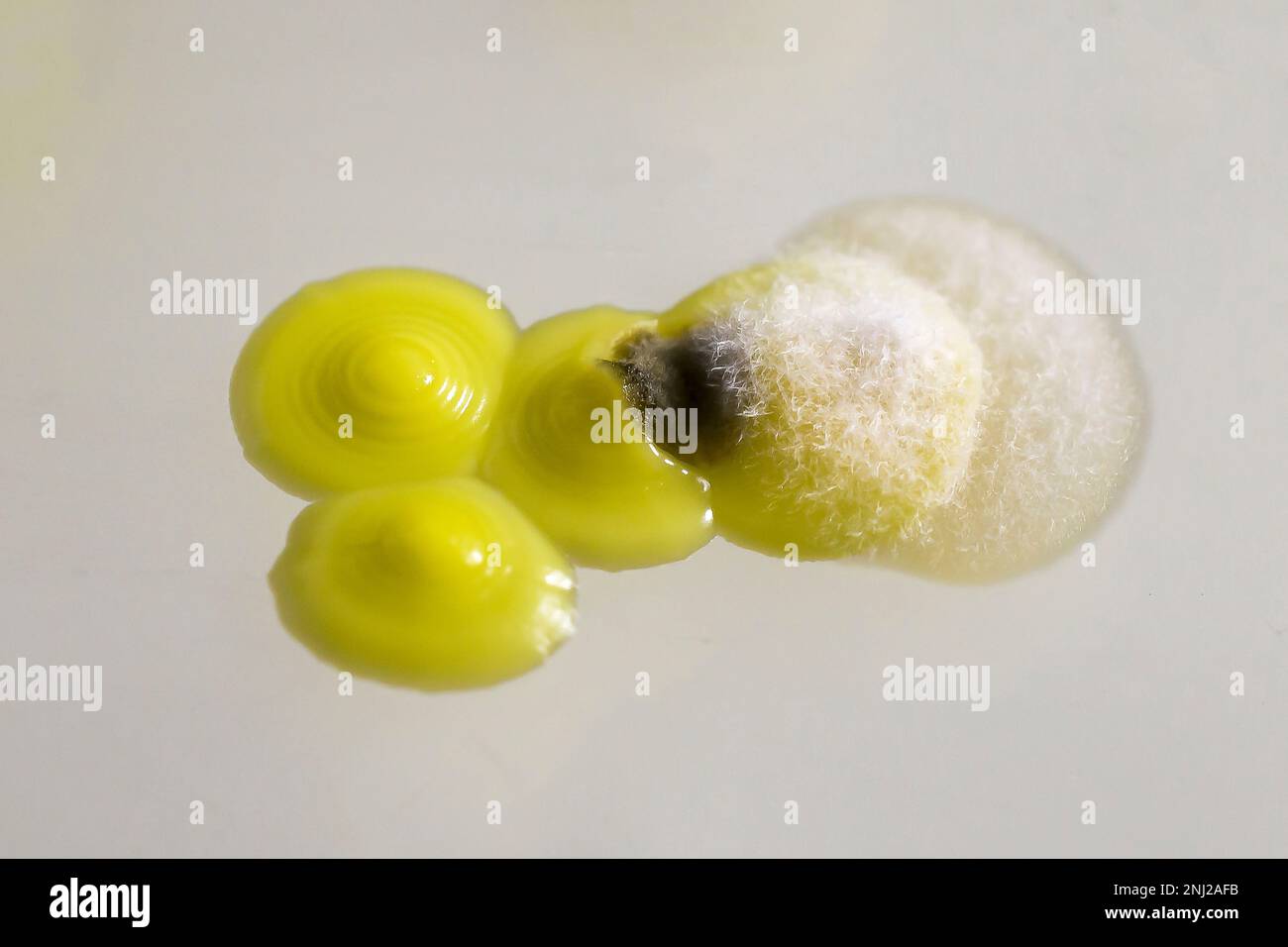 Micrococcus hi-res stock photography and images - Alamy