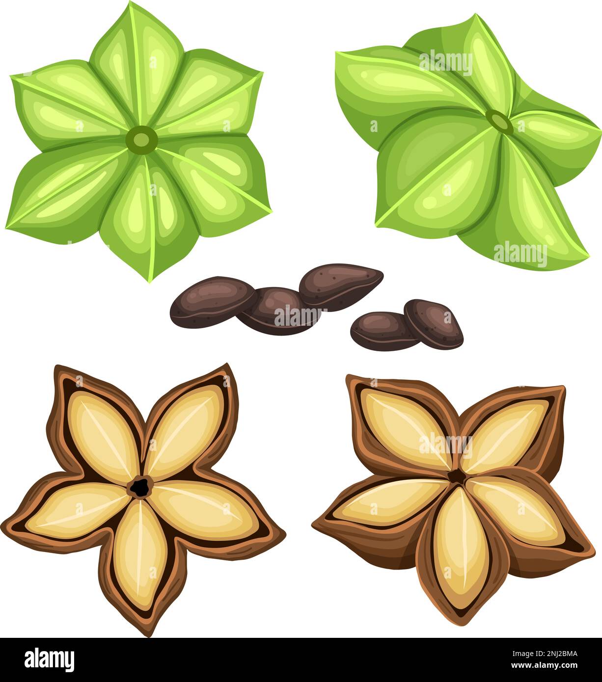 sacha inchi set cartoon vector illustration color sign Stock Vector ...