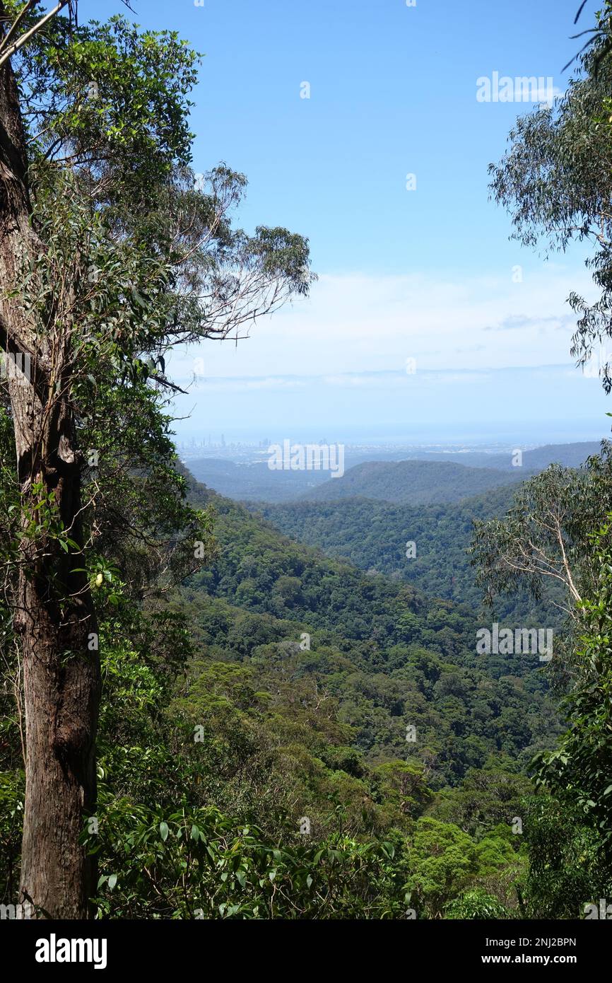 iew from Canyon Lookout, Springbrook National Park, Australia Stock ...