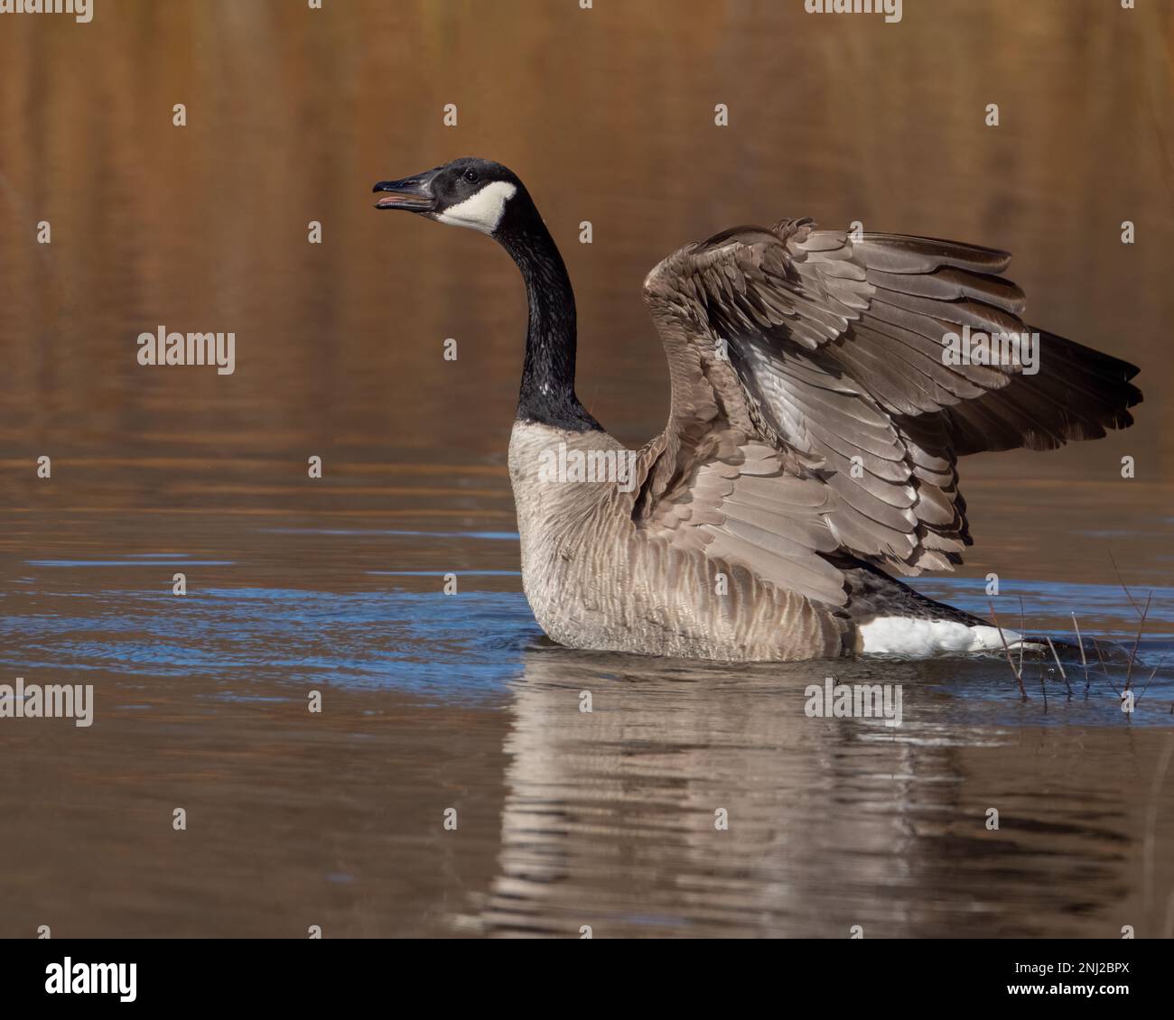 Honking geese hi-res stock photography and images - Alamy
