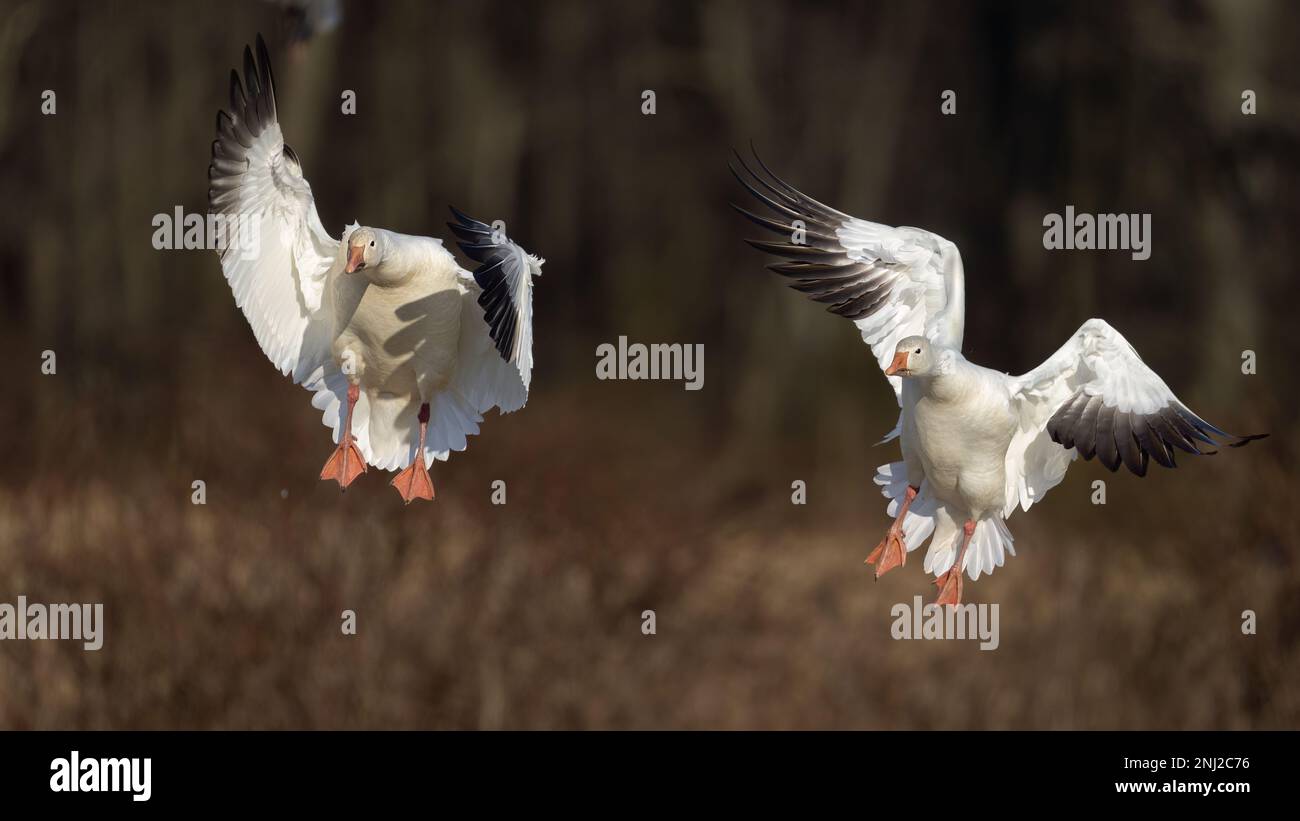 Middle two animals hi-res stock photography and images - Alamy