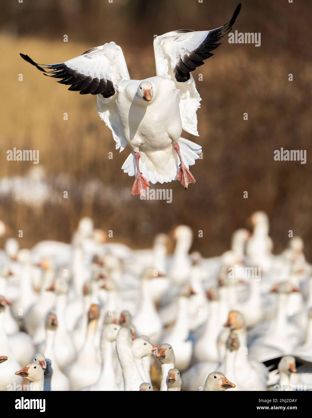 A snow goose coming in for a landing Stock Photo - Alamy