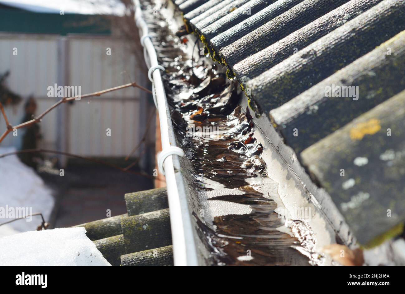 Spring roof gutter cleaning. A clogged rain gutter of an asbestos roof ...