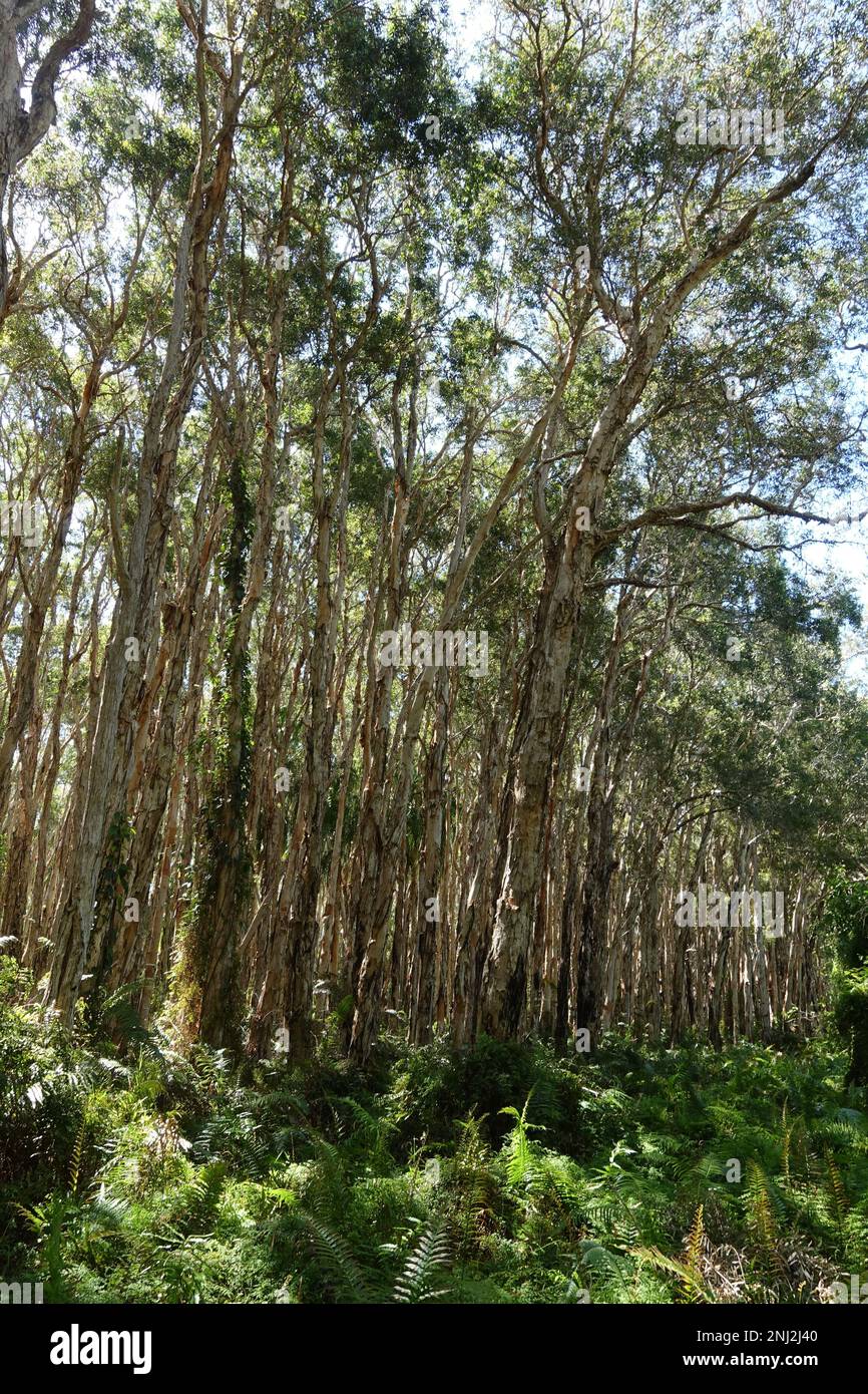 Melaleuca quinquenervia australia hi-res stock photography and images ...
