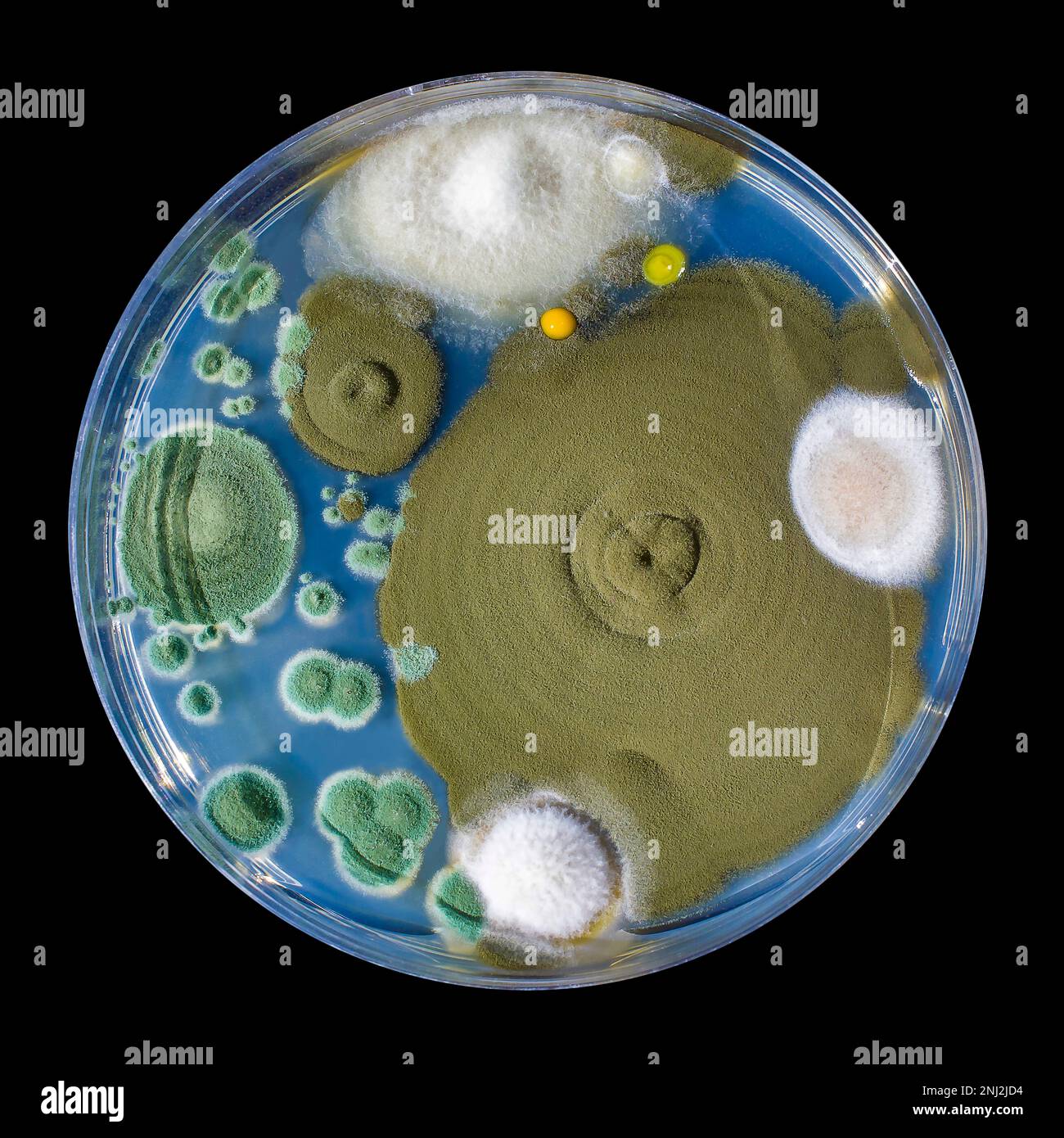 Sabourad dextore agar hi-res stock photography and images - Alamy