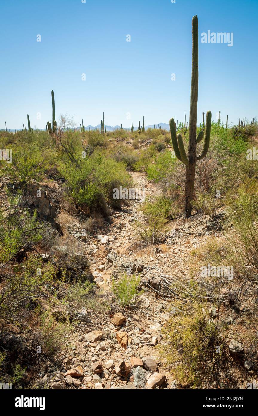 Clear Summer Day, Saguaro National Park Stock Photo - Alamy