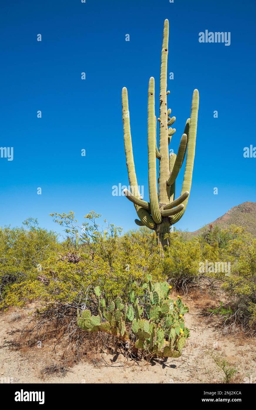 Hundreds of Year Old Cacti, Saguaro National Park Stock Photo - Alamy